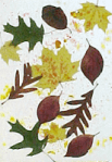 The Little Yellow Leaf by Carin Berger